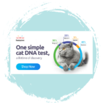 The 6 Best Cat DNA Tests – Find Your Cat’s Breed (2024)